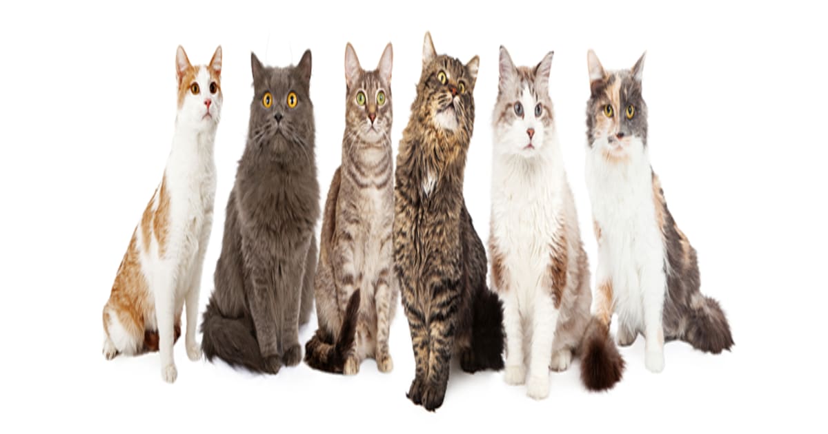 Cat Breeds A Z Your Complete Guide